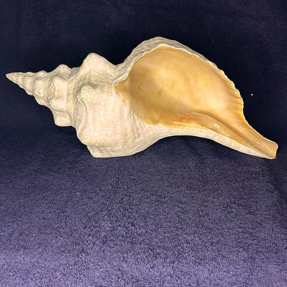 Accents | Conch Shell Horse Conch Very Large Size 1516 Inches Natural ...